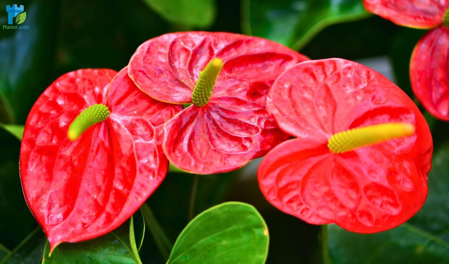 17 Different Types of Anthurium Plants With Pictures