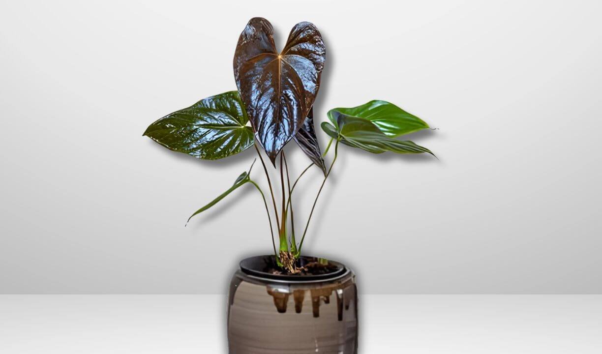 17 Different Types of Anthurium Plants With Pictures