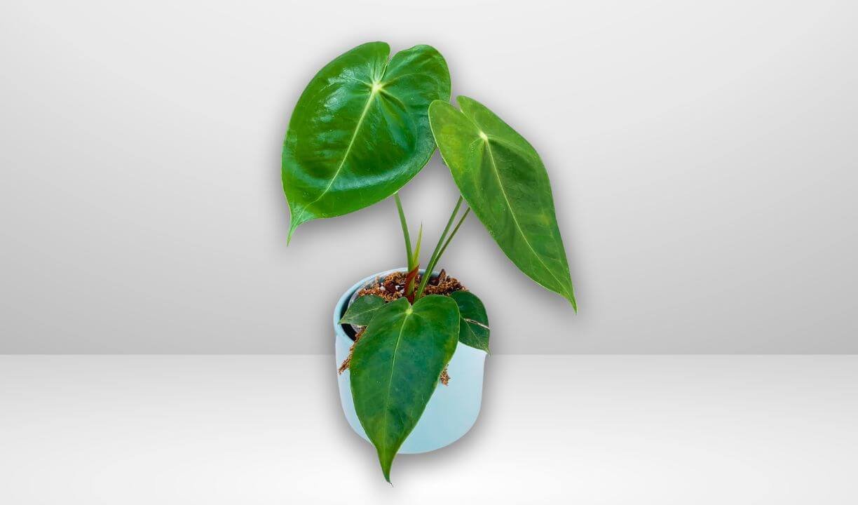 17 Different Types of Anthurium Plants With Pictures