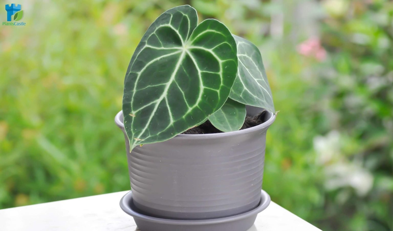 17 Different Types of Anthurium Plants With Pictures