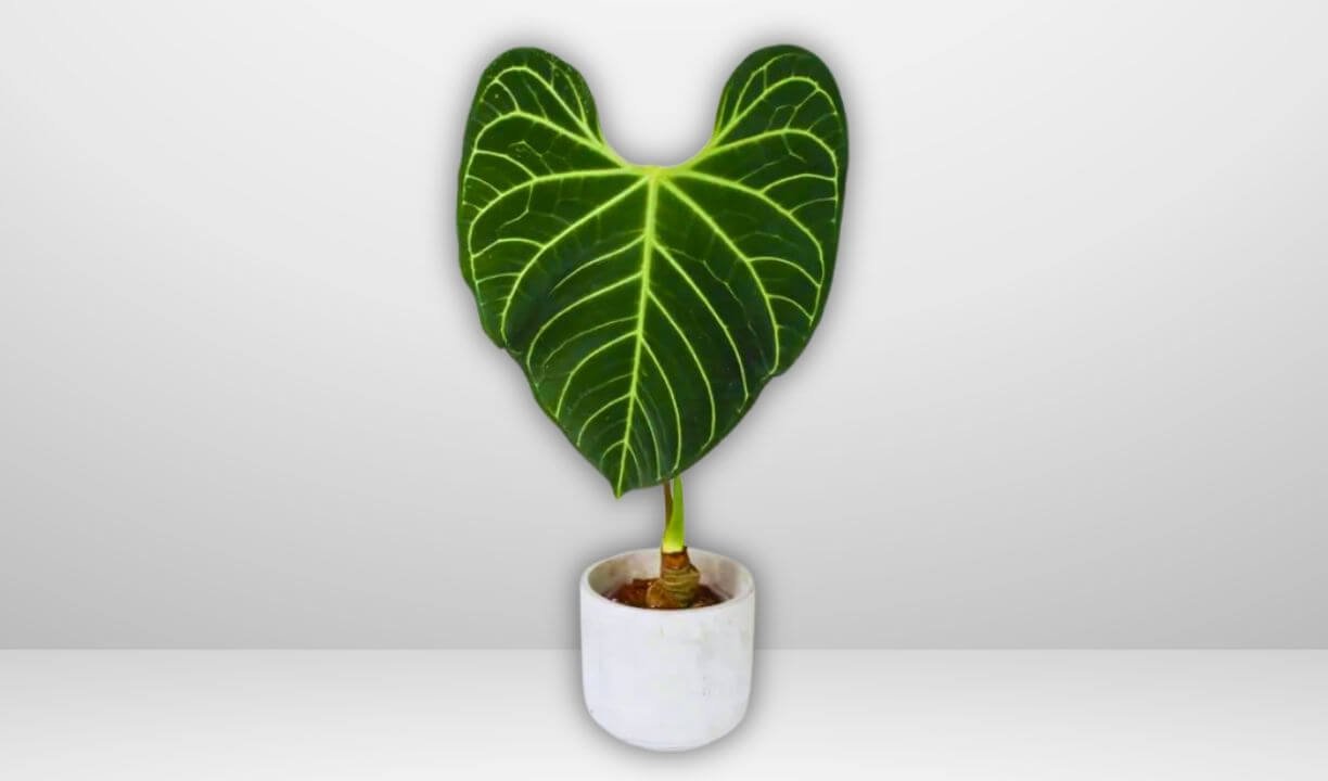 17 Different Types of Anthurium Plants With Pictures