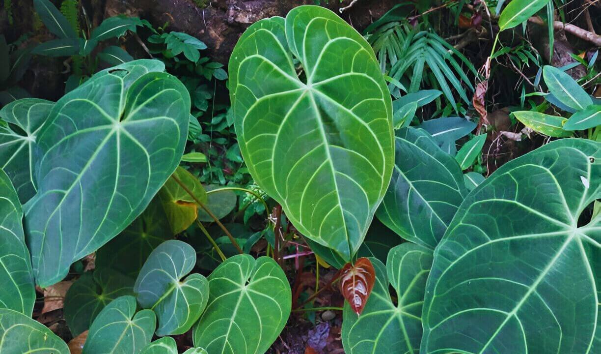 17 Different Types of Anthurium Plants With Pictures