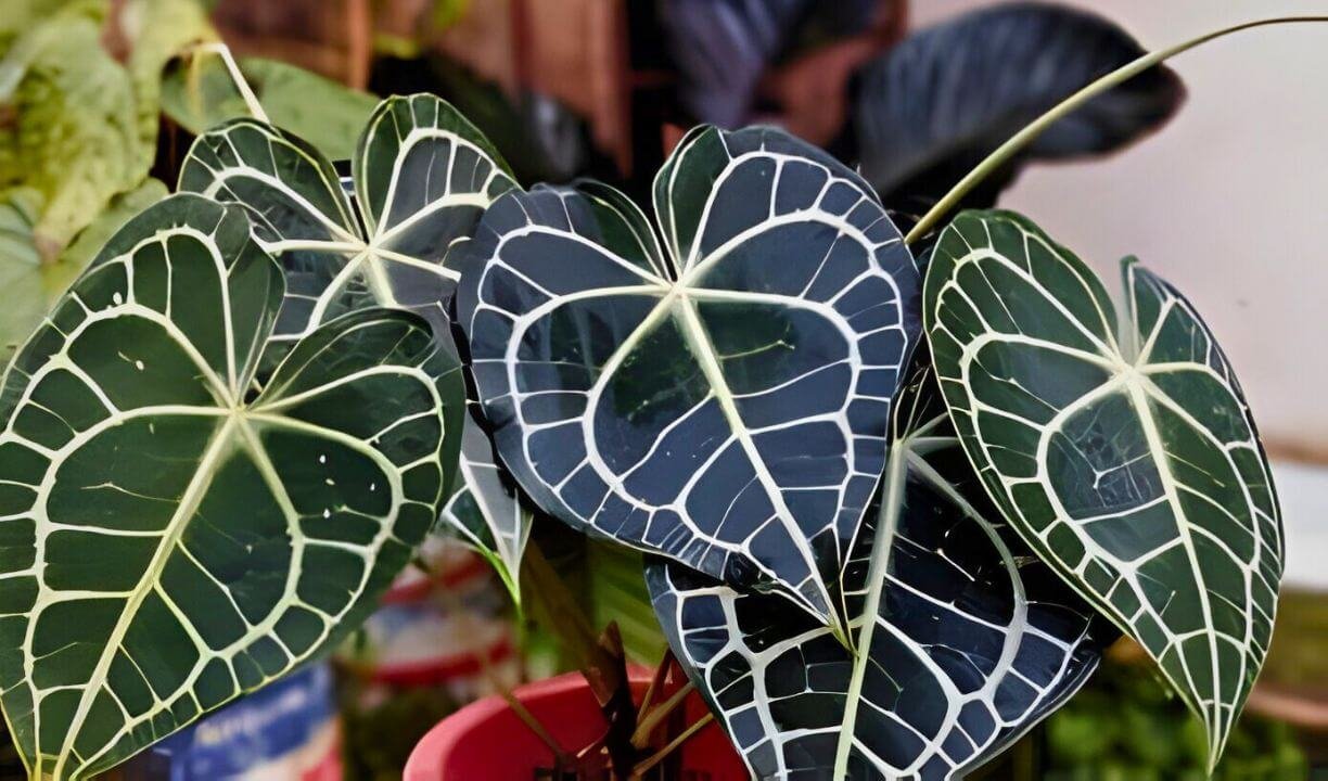 Know the 12 Amazing Benefits of Anthurium Plant